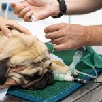 Dunedin Veterinarian | Animal Hospital Services - Dunedin Animal ...