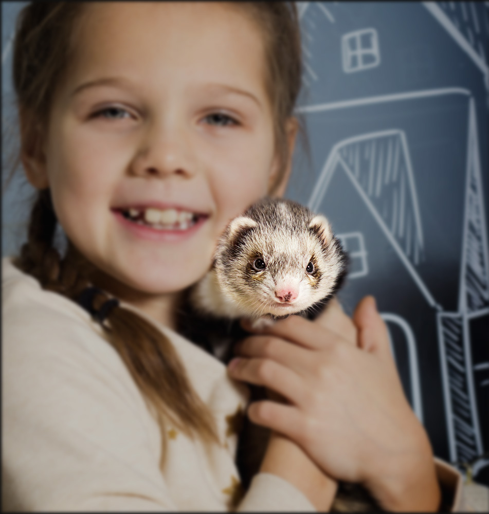 Ferret Care - Dunedin Animal Medical Center