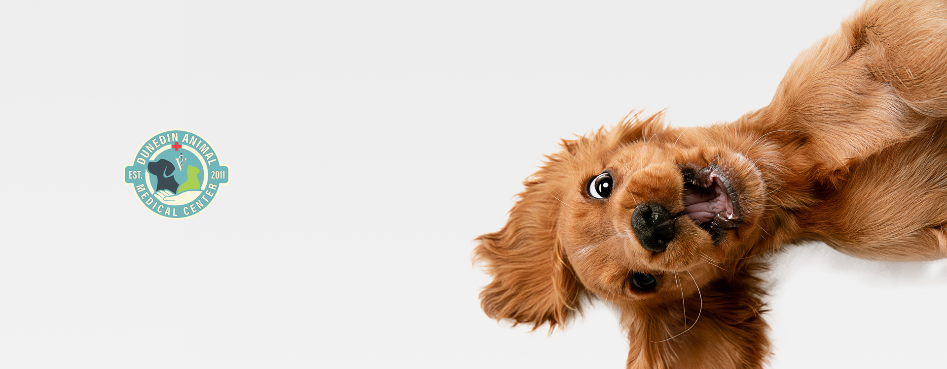 Dunedin Veterinarian | Animal Hospital Services - Dunedin Animal ...