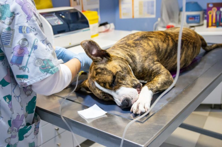 Dunedin Veterinarian | Animal Hospital Services - Dunedin Animal ...