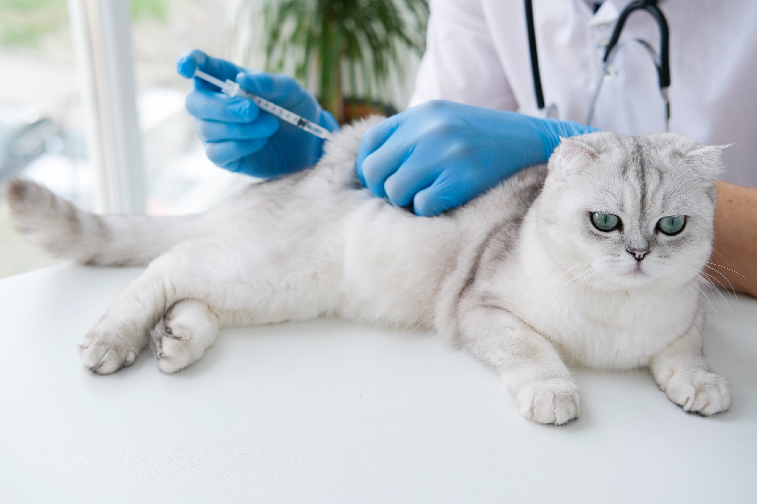 Why Annual Vaccines for Pets? - Dunedin Animal Medical Center