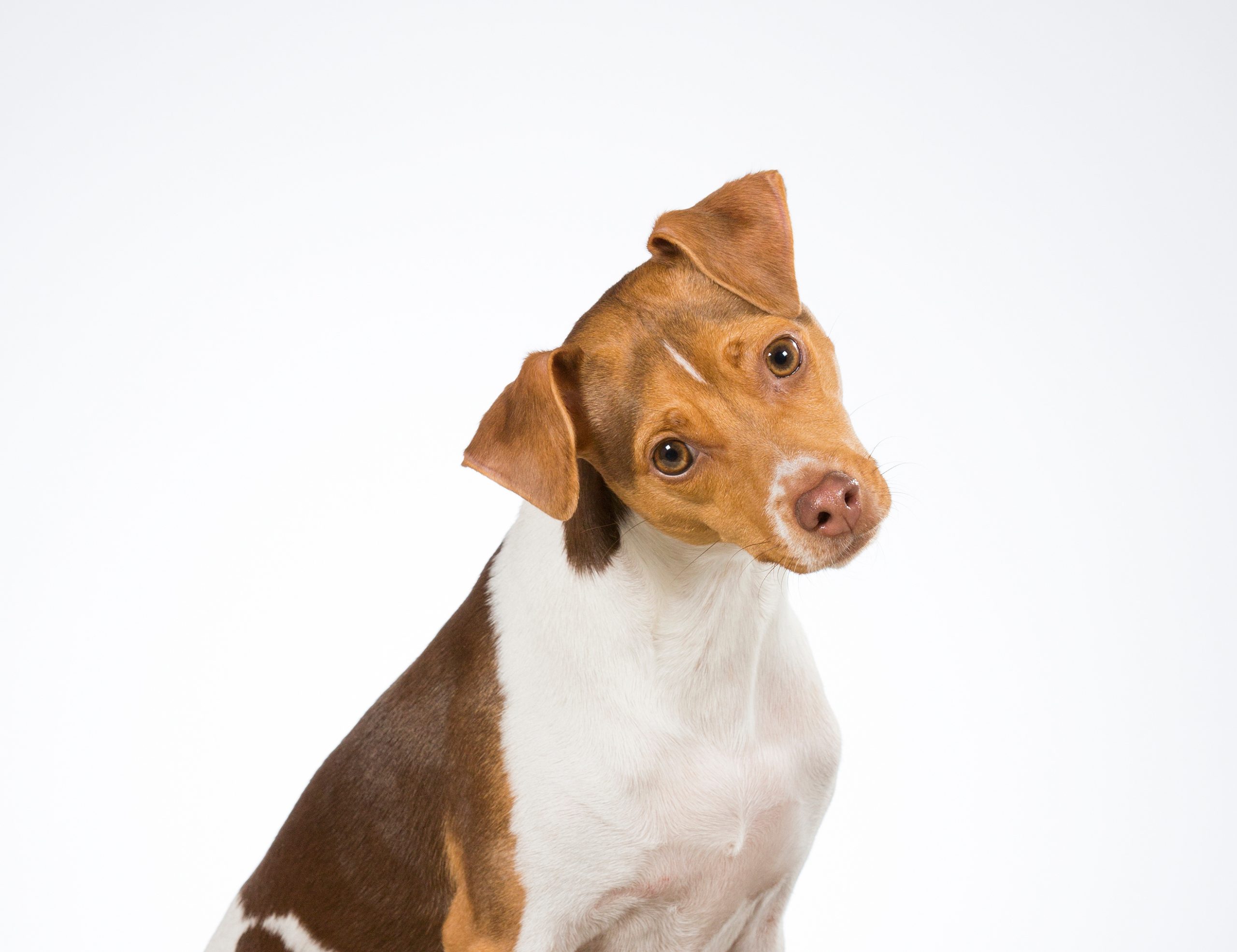 Unlocking the Language of Pets - Dunedin Animal Medical Center