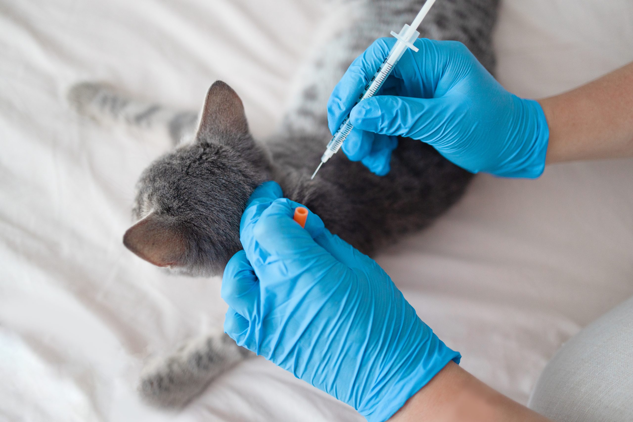 Fall & Winter Vaccinations for Florida Pets - Dunedin Animal Medical Center