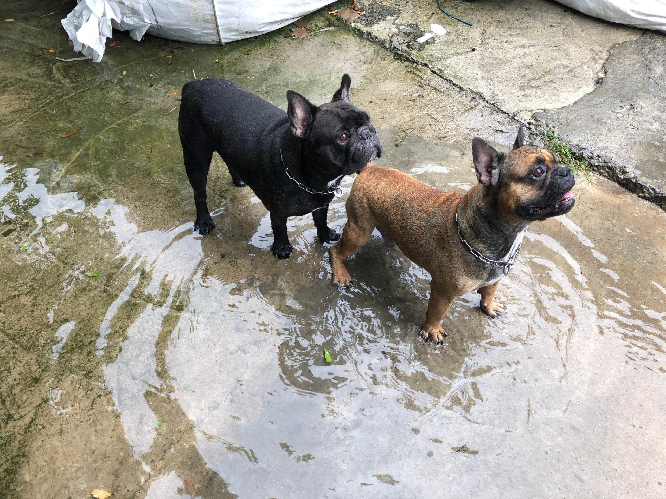 Vaccinate Your Pet BEFORE Hurricane Season - Dunedin Animal Medical Center