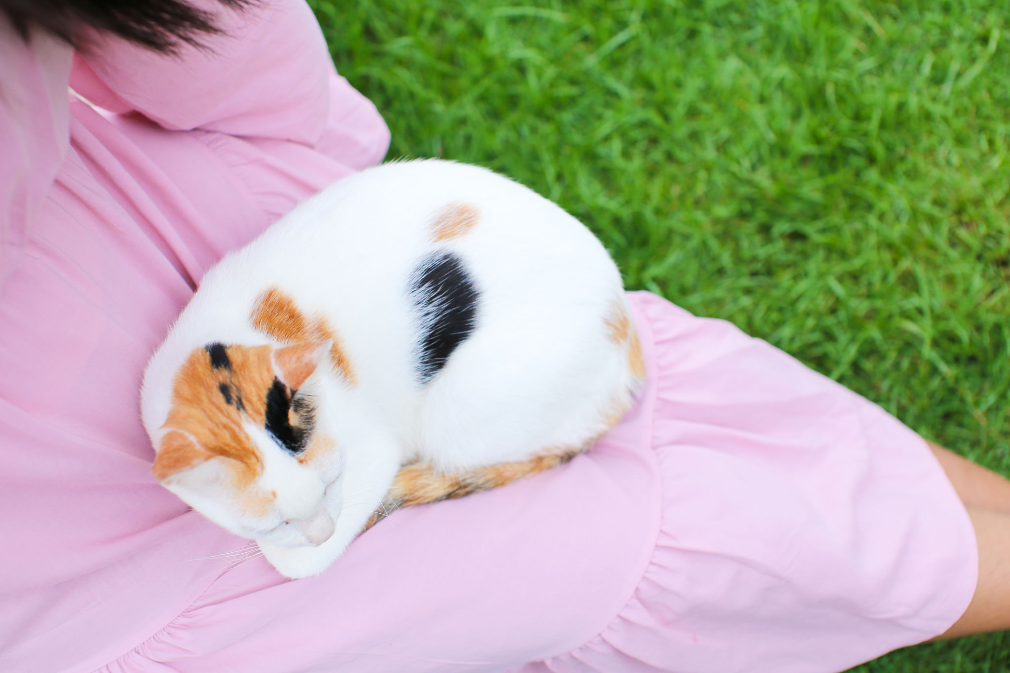 The Science of a Purr - Dunedin Animal Medical Center